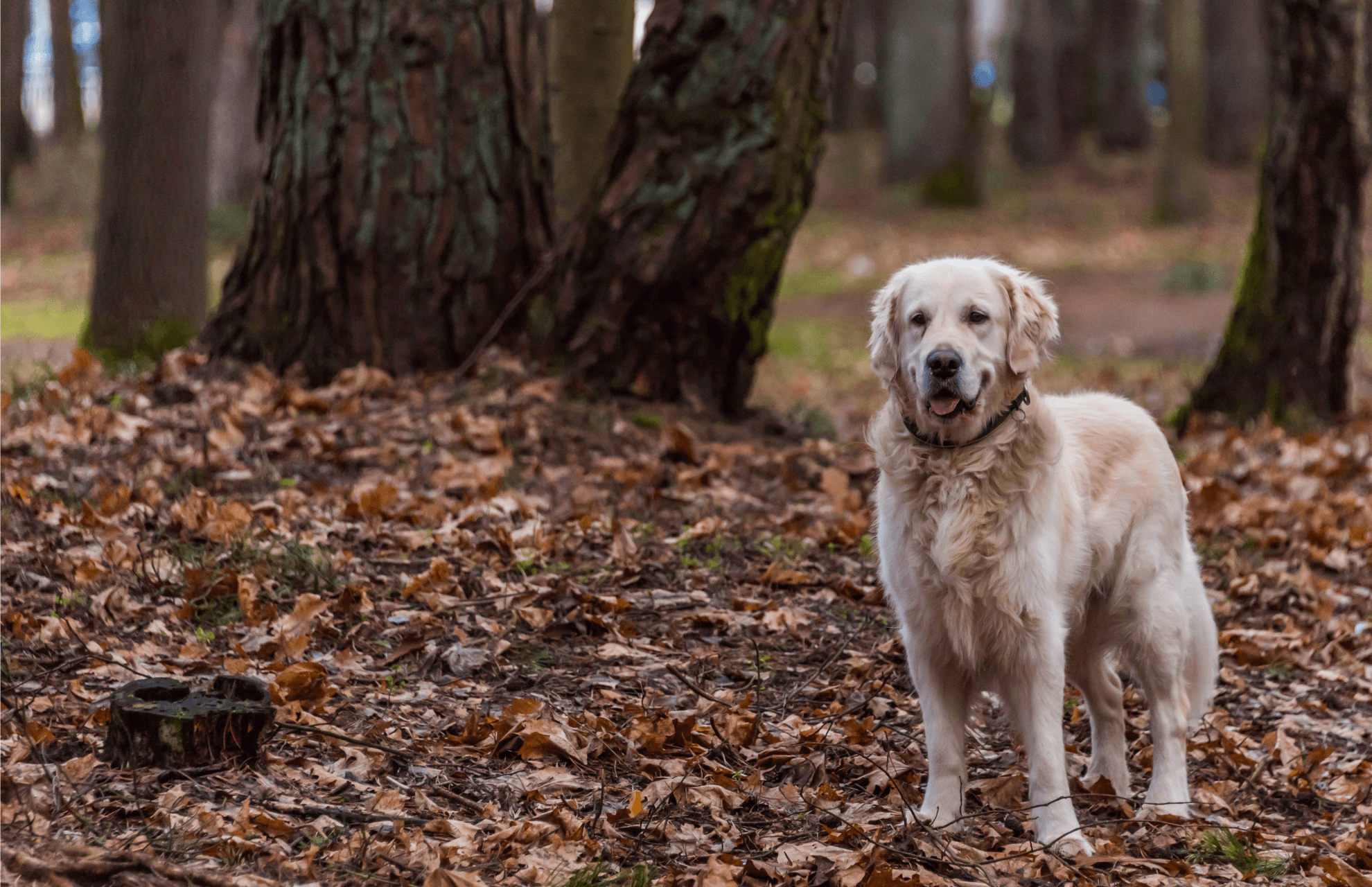 Canine Drop-Off Registration Form | Hendersonville Vet