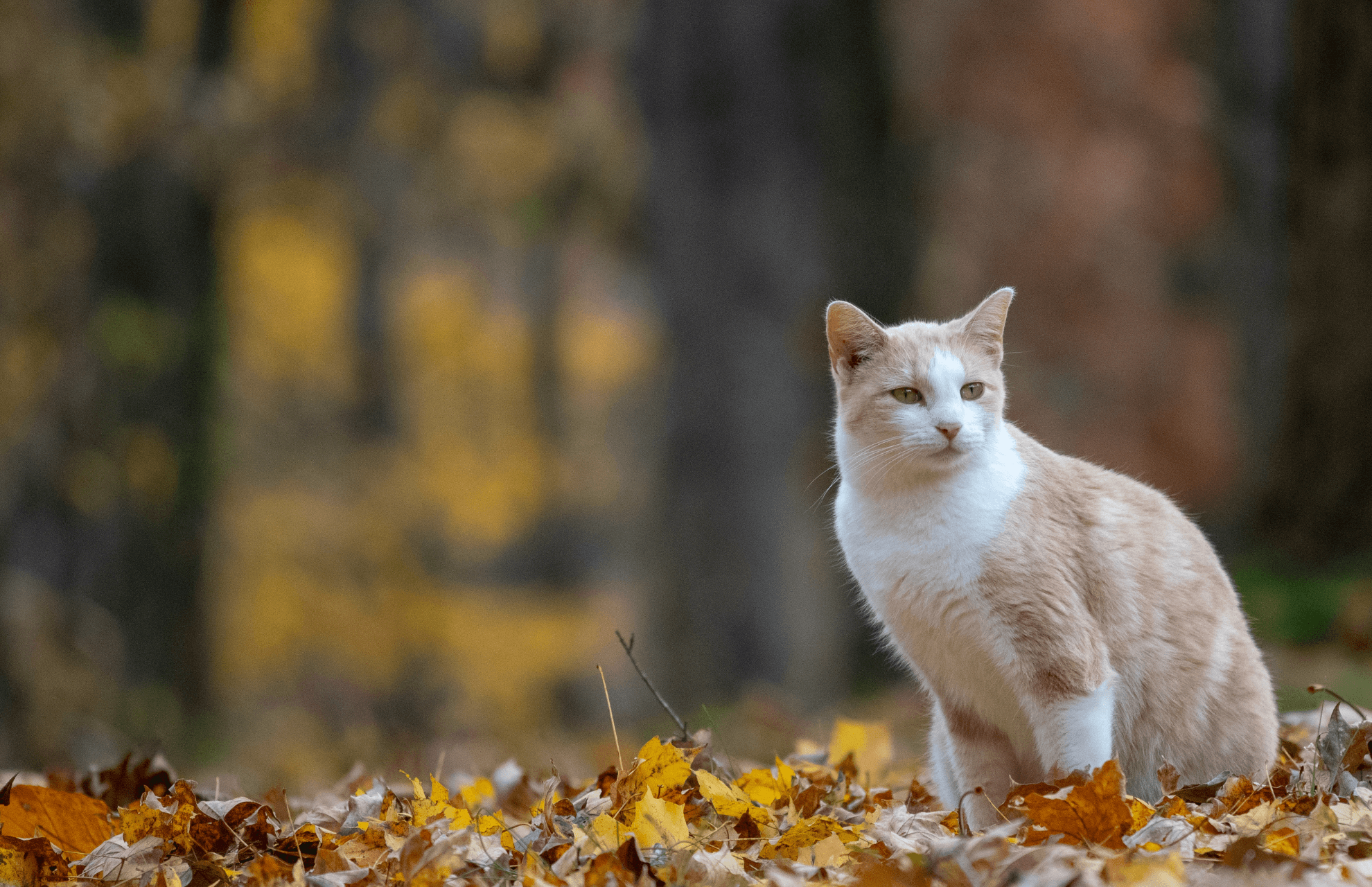 Client Information Update Form | Hendersonville Vet Hospital