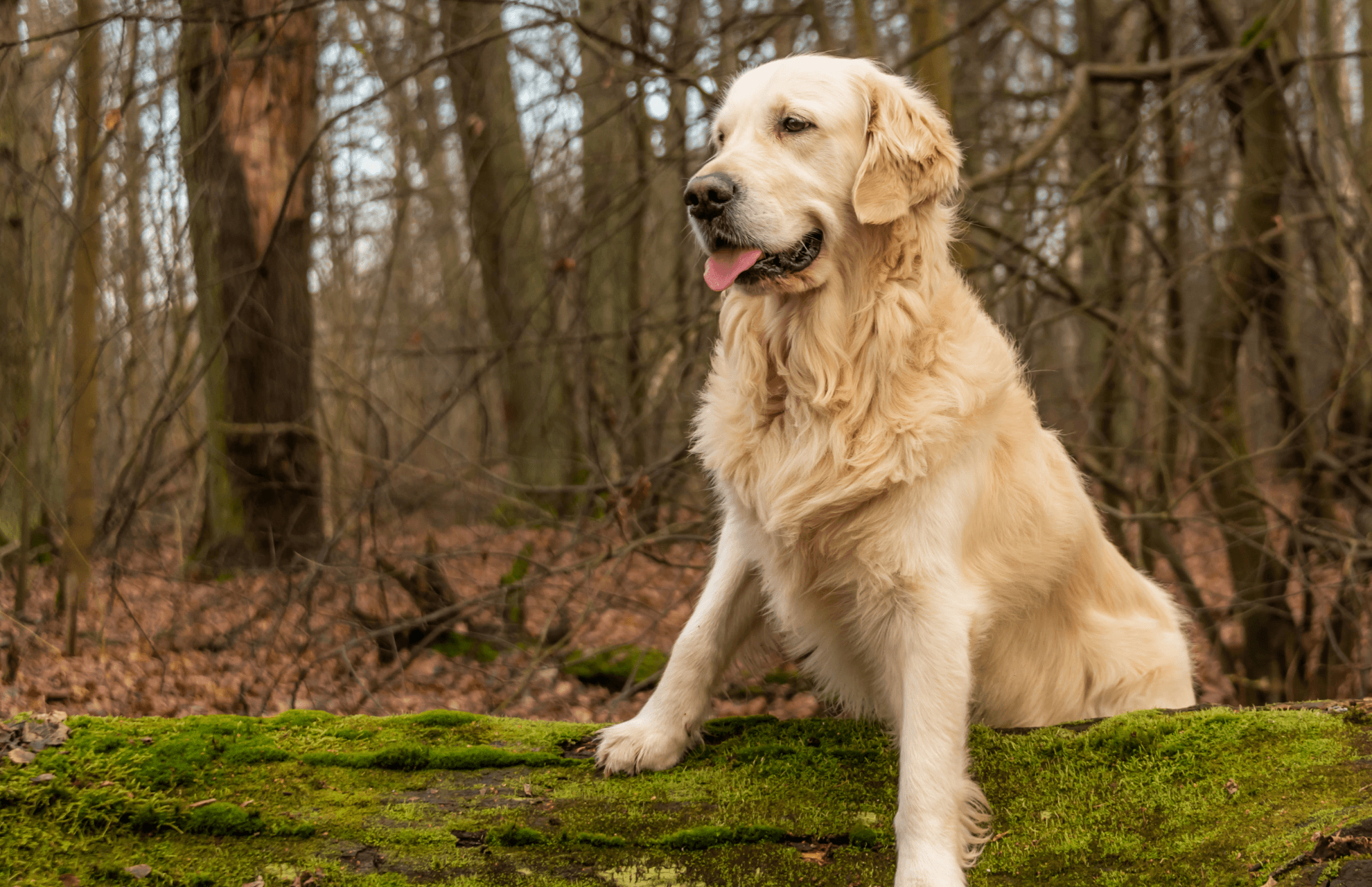 New Client Form | Hendersonville Veterinary Hospital